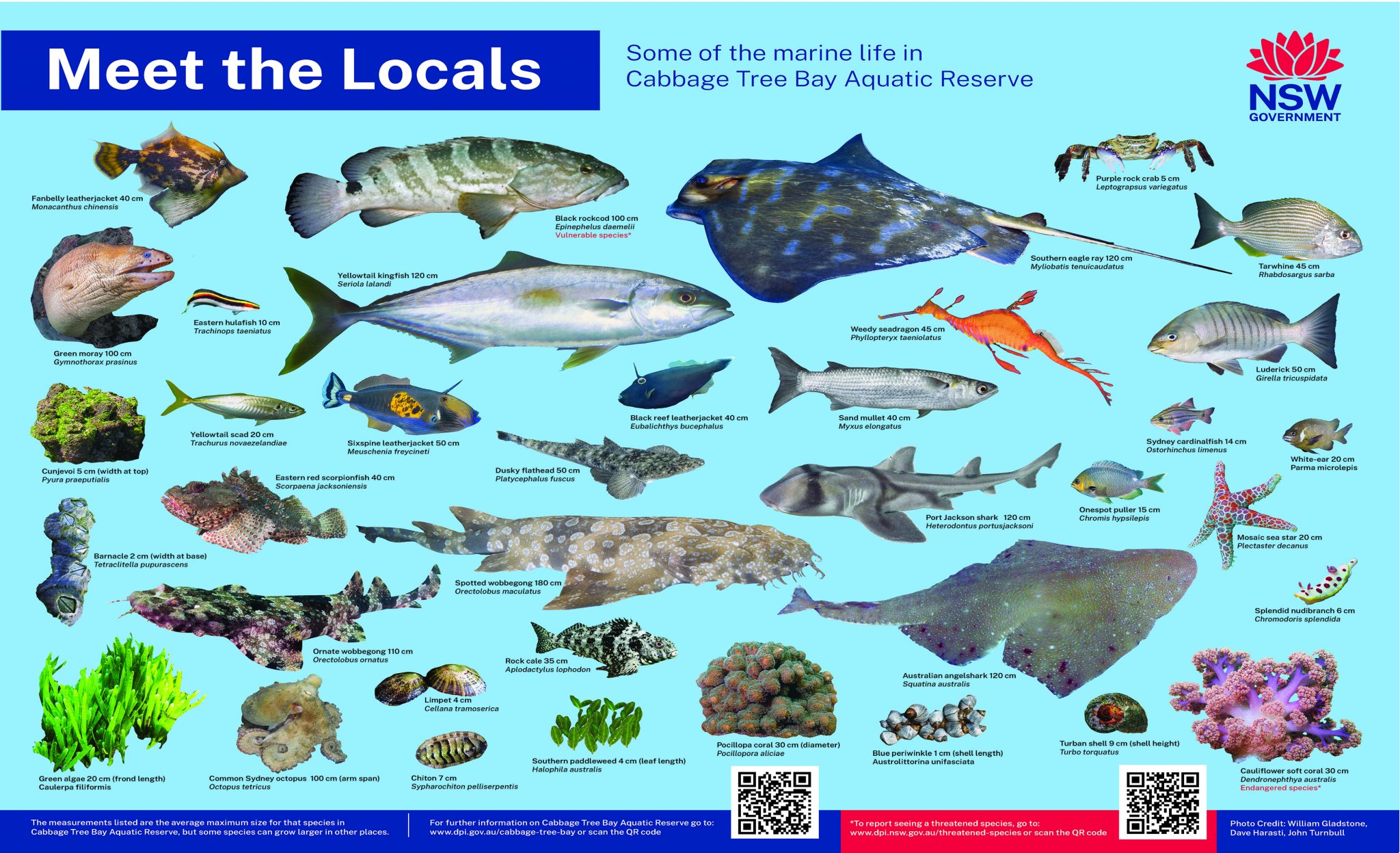 Manly Snorkeling Tour - Book direct with Ecotreasures