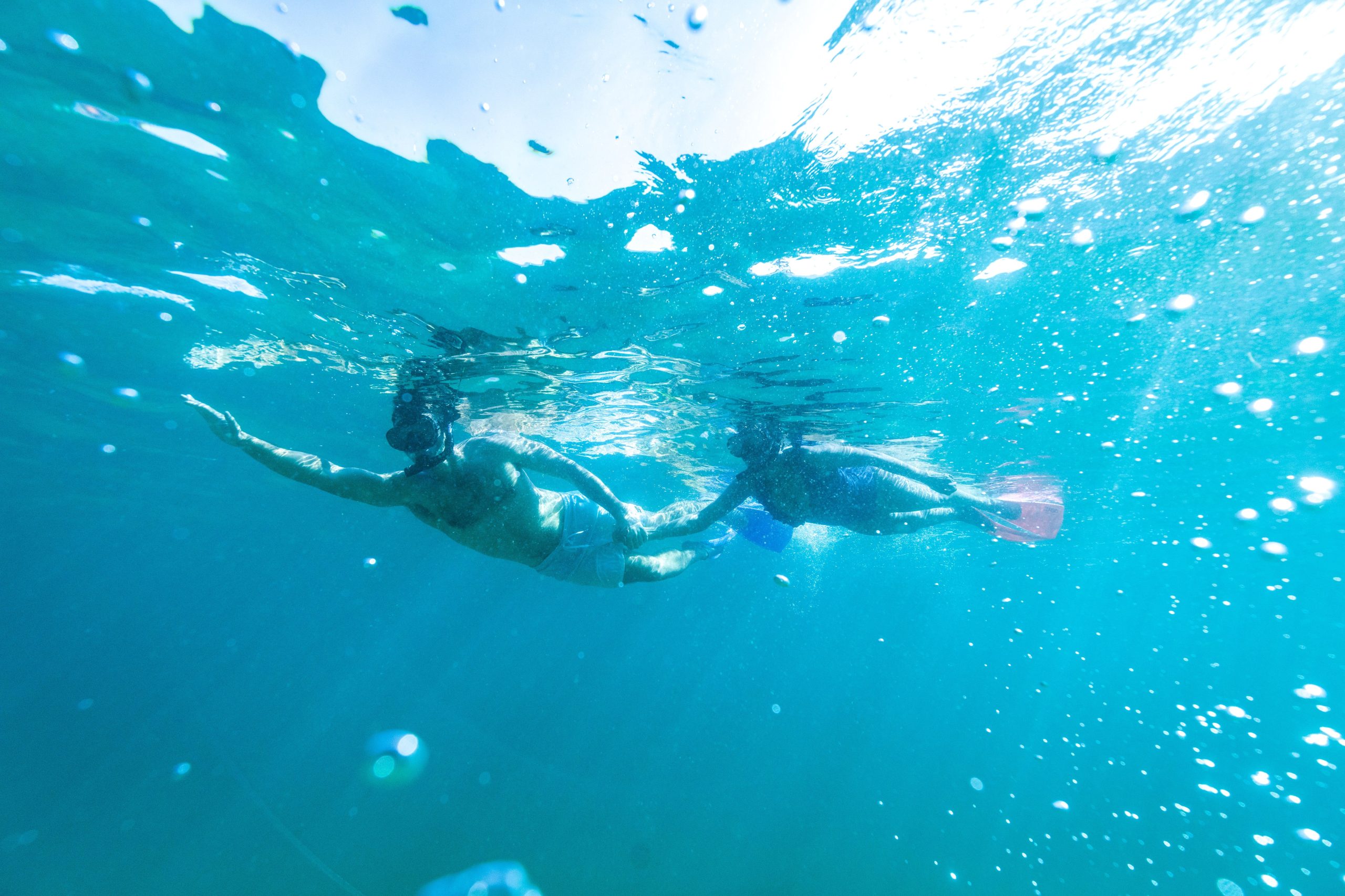 Blue Groper Sydney: Meet the Icon of Our Reefs & Wildlife