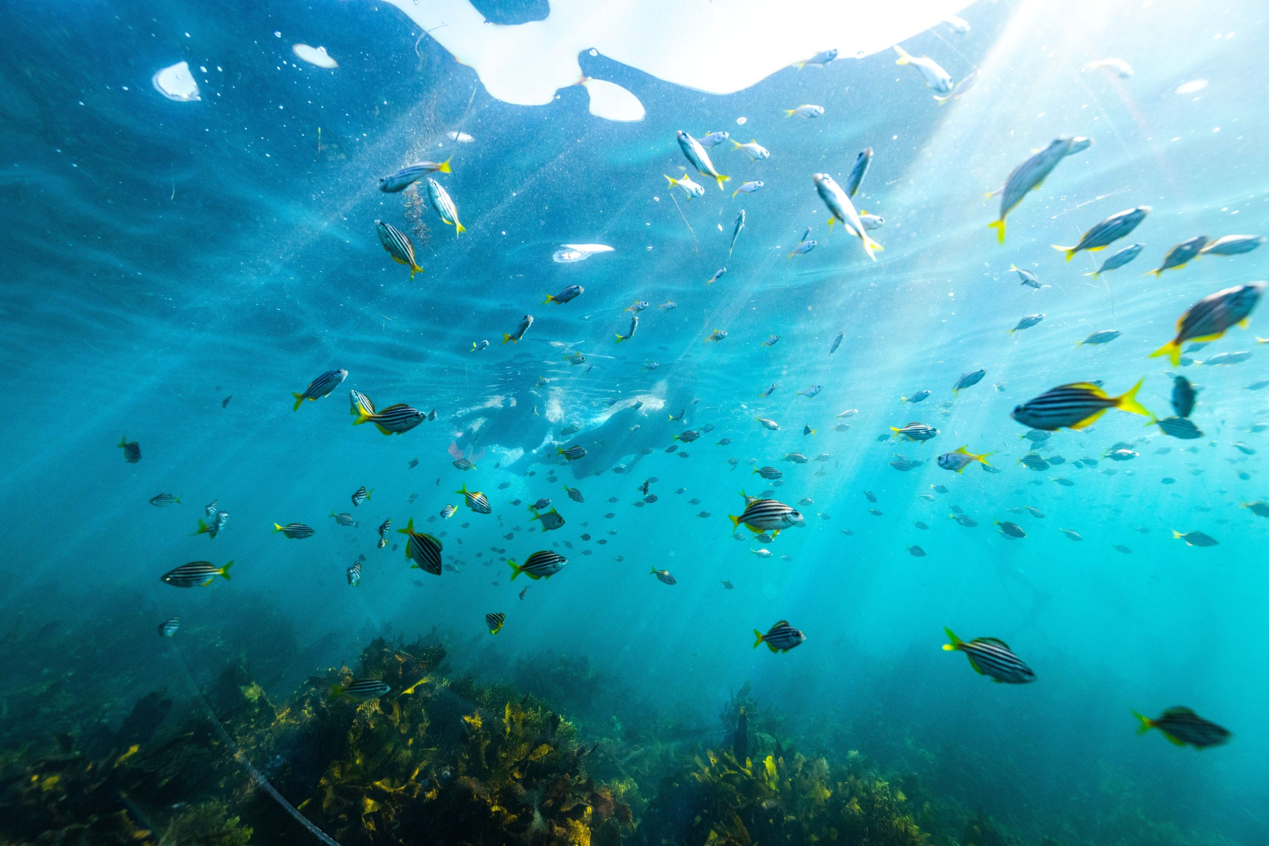 Manly Snorkel Tour at Cabbage Tree Bay